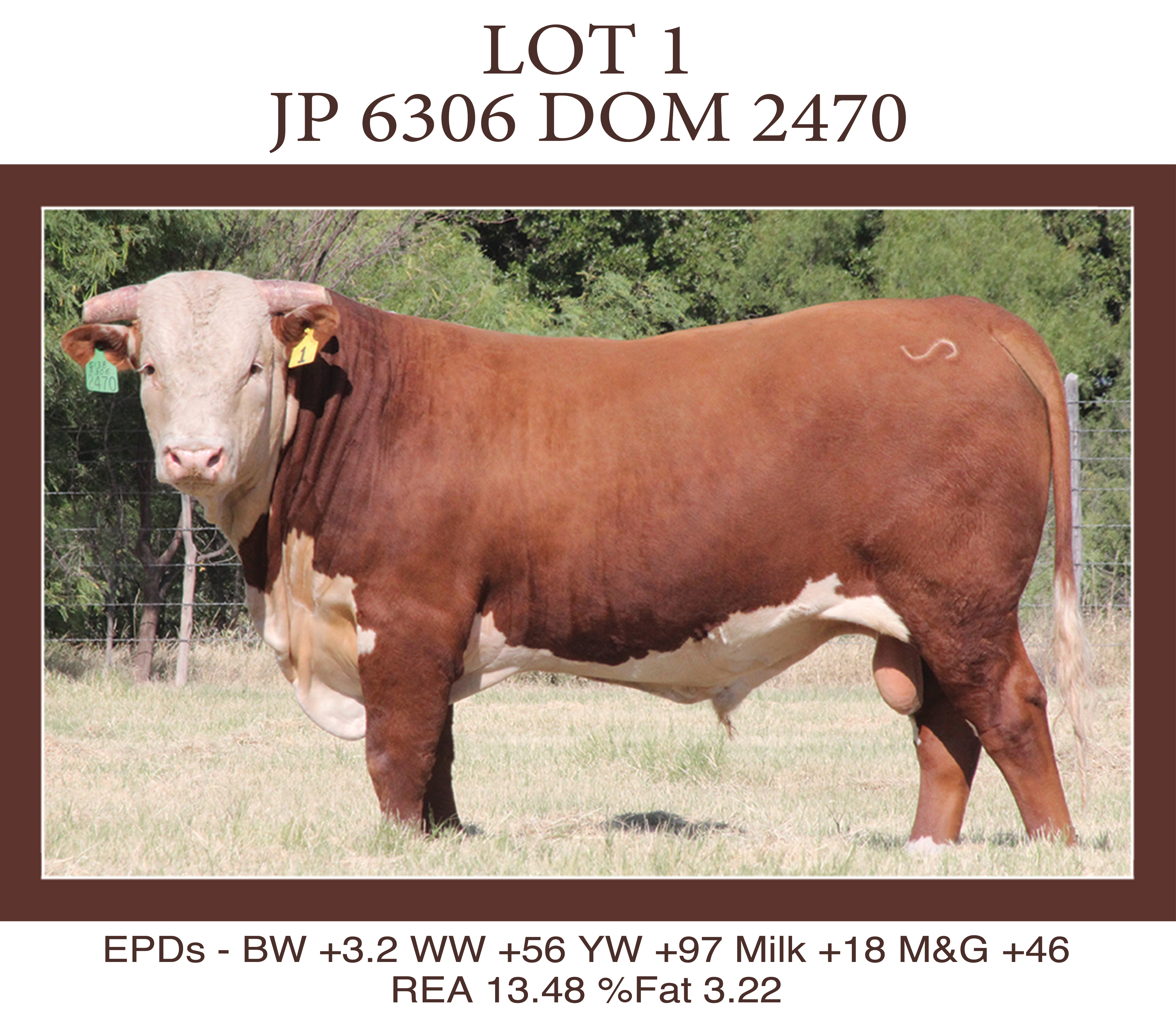 Featured Bulls :: Powell Ranches