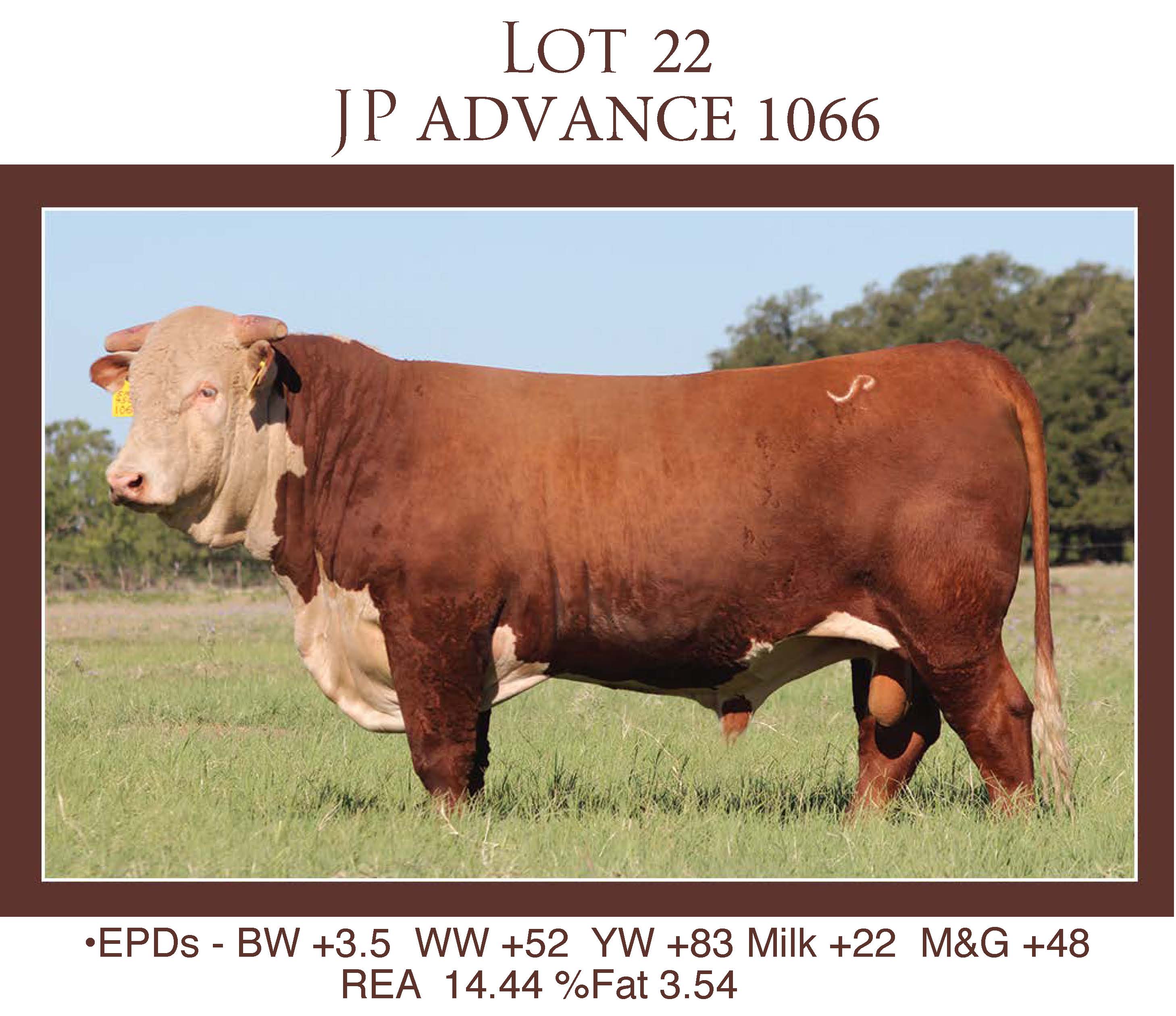 Featured Bulls :: Powell Ranches