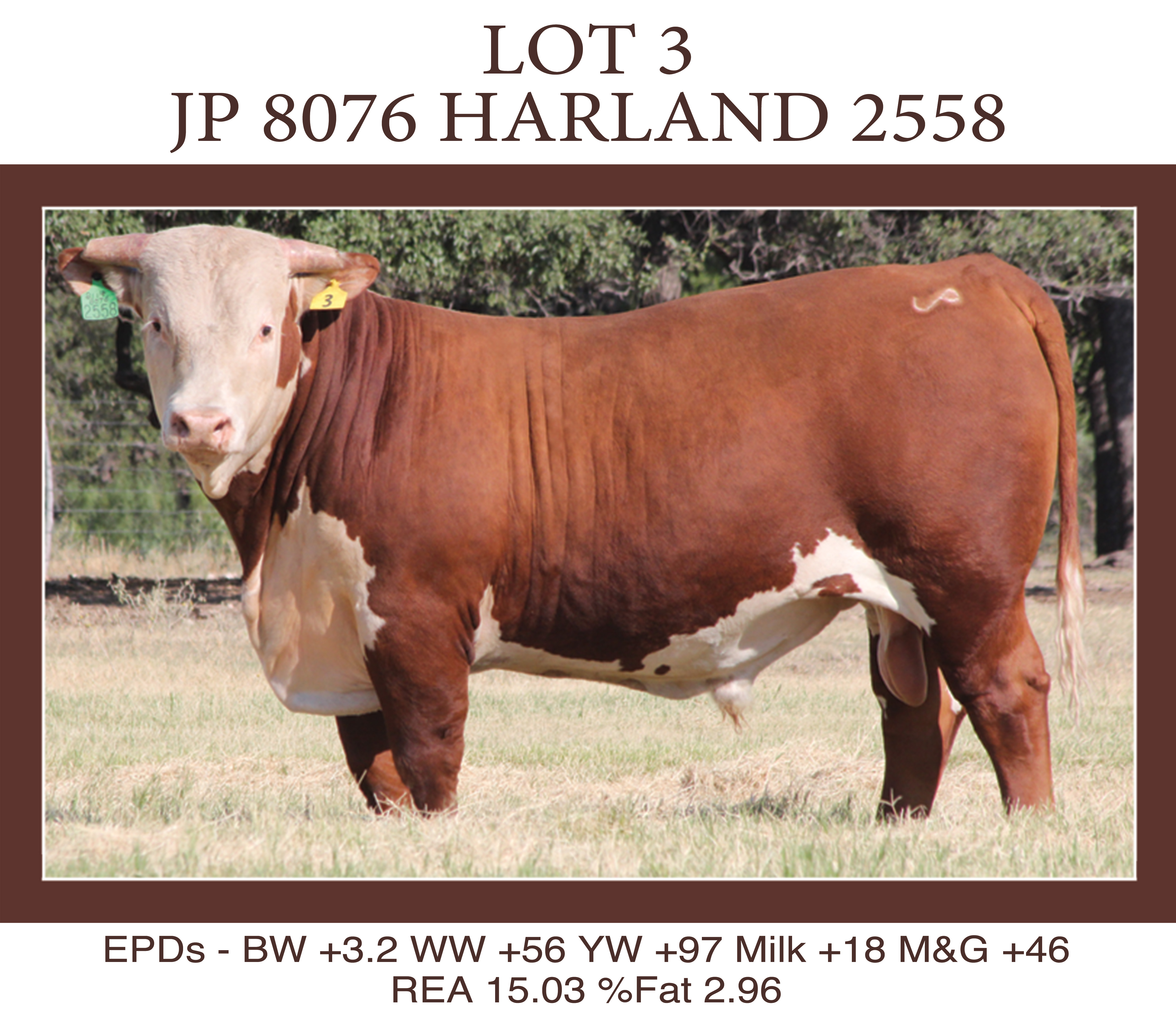 Featured Bulls :: Powell Ranches