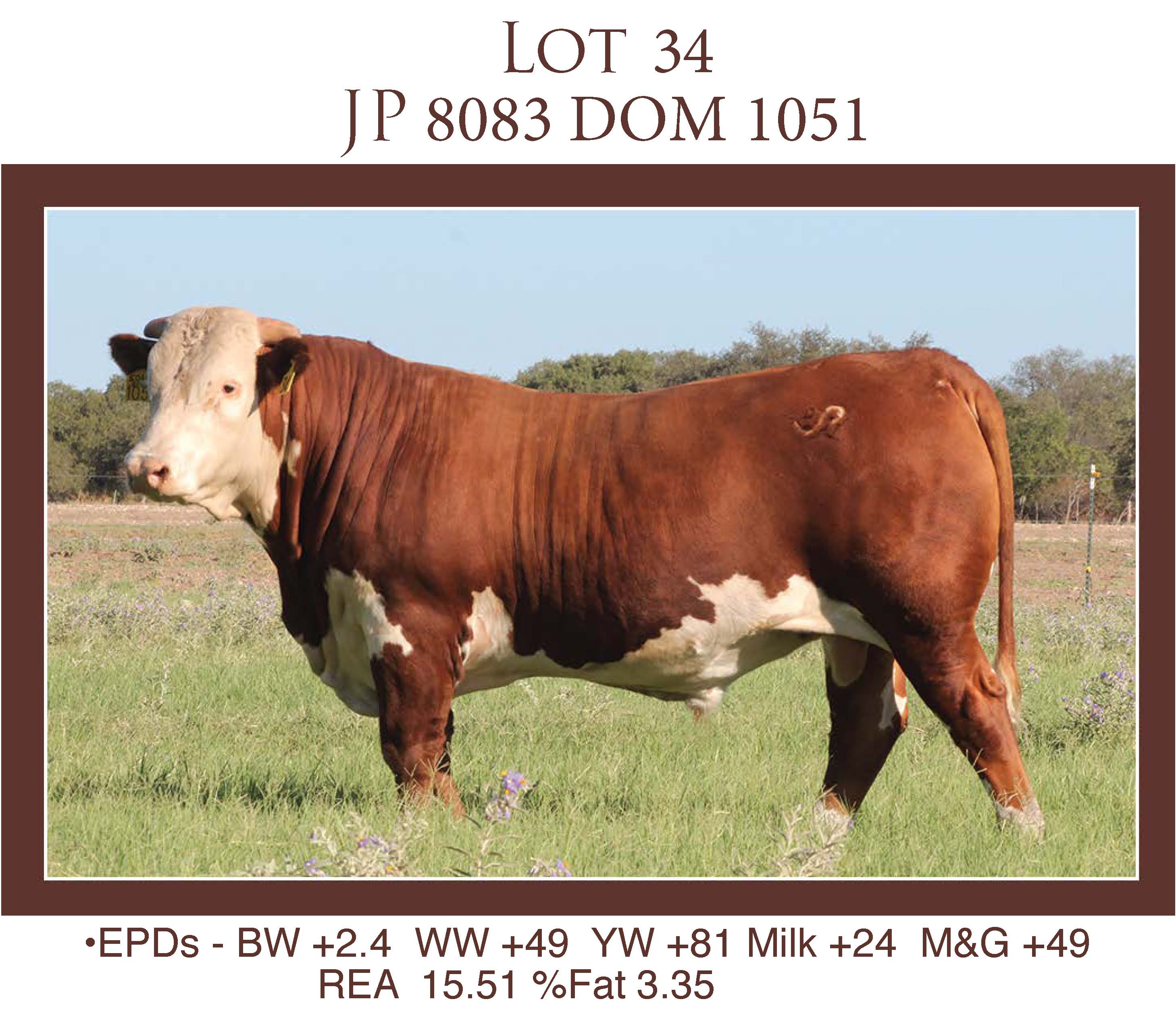 Featured Bulls :: Powell Ranches